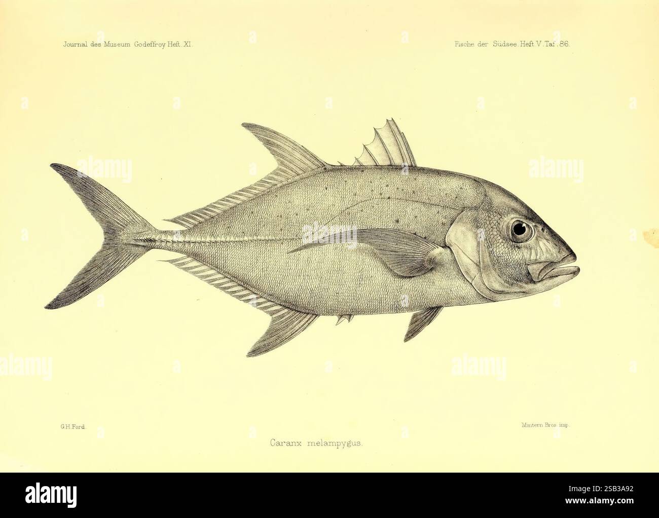 Andrew Garrett's Fische der Südsee, Hamburg, L. Friederichsen & Co ...