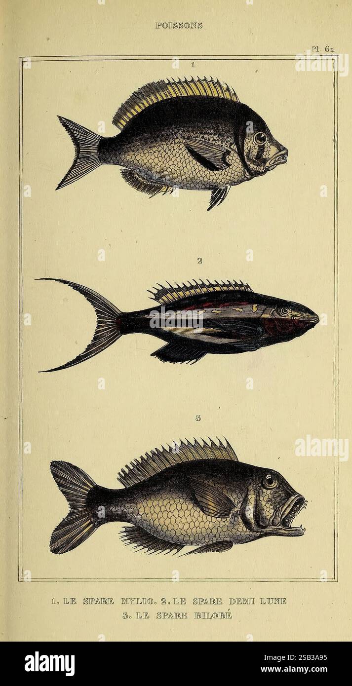 Sparus demi lune hi-res stock photography and images - Alamy