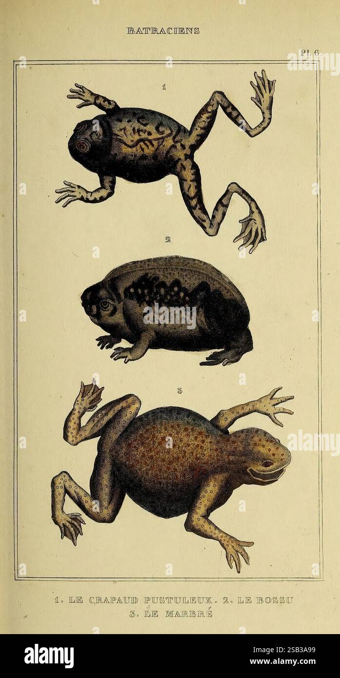 Amphibian classifications hi-res stock photography and images - Alamy