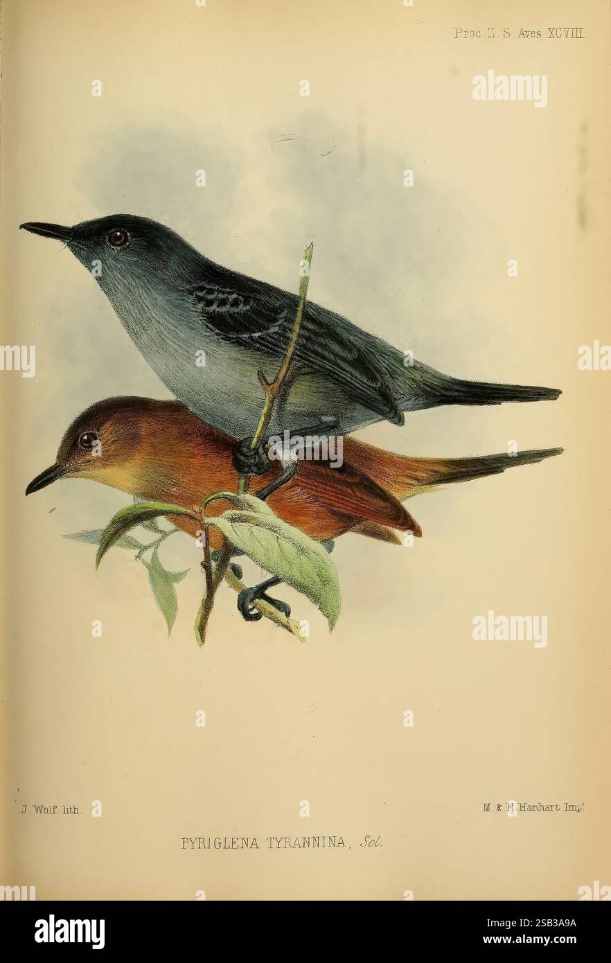 Proceedings of the Zoological Society of London, London, Academic Press ...