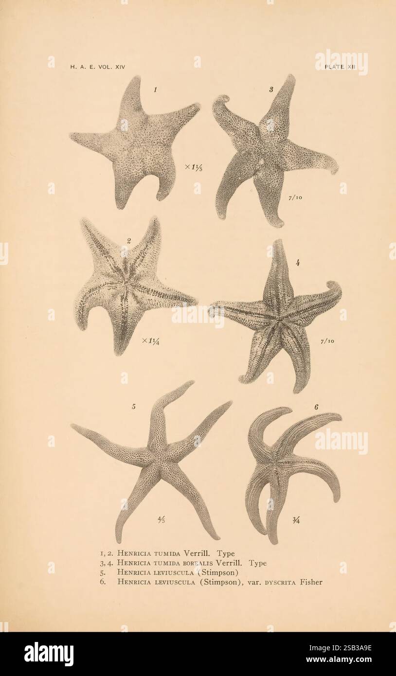 Showcasing six distinct species hi-res stock photography and images - Alamy