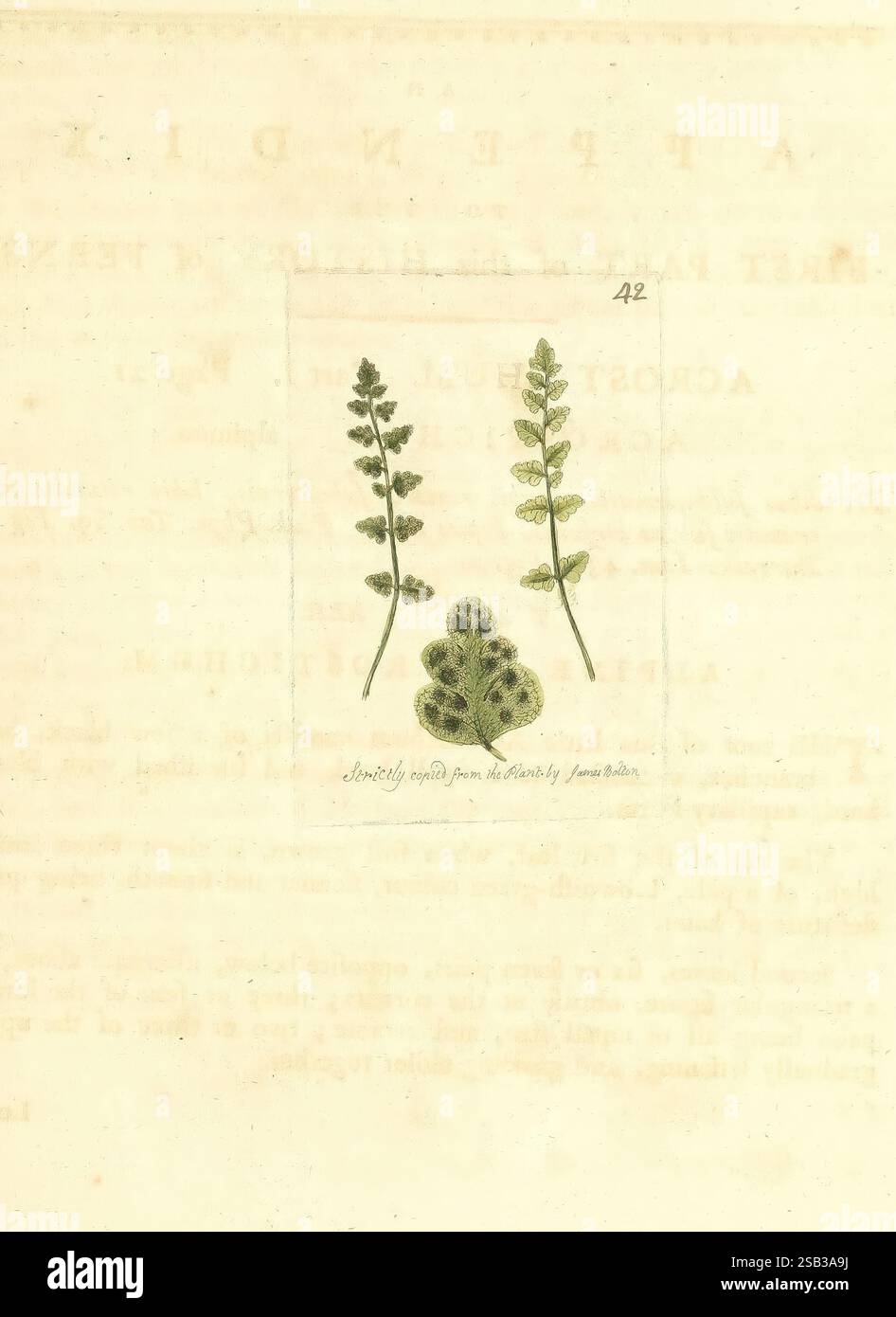 Filices Britannicae &c. London Leeds 1785-90, This illustration ...