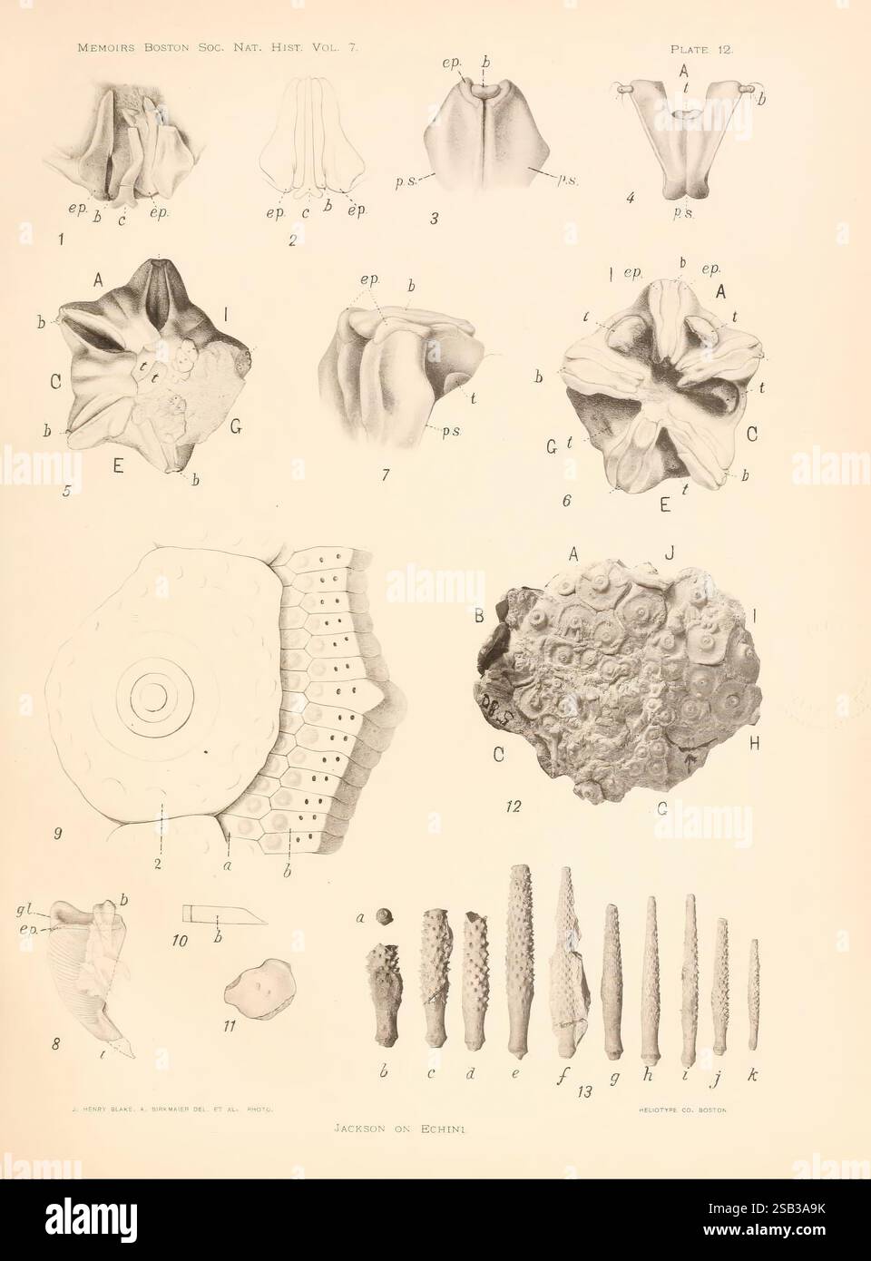 Phylogeny of the Echini, Boston, The Society, 1912, paleontology ...