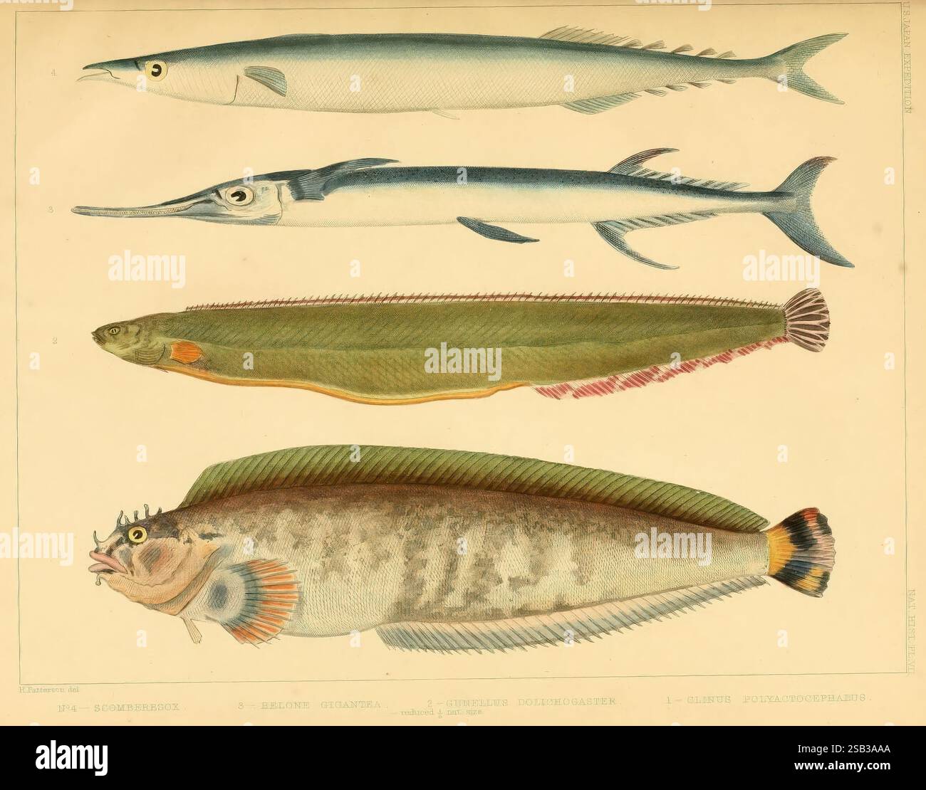 Notes on some figures of Japanese fish Washington, s.n, 1856?, Japan ...