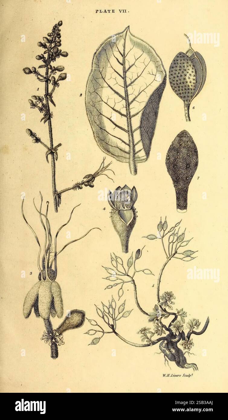 Several unique plant features hi-res stock photography and images - Alamy