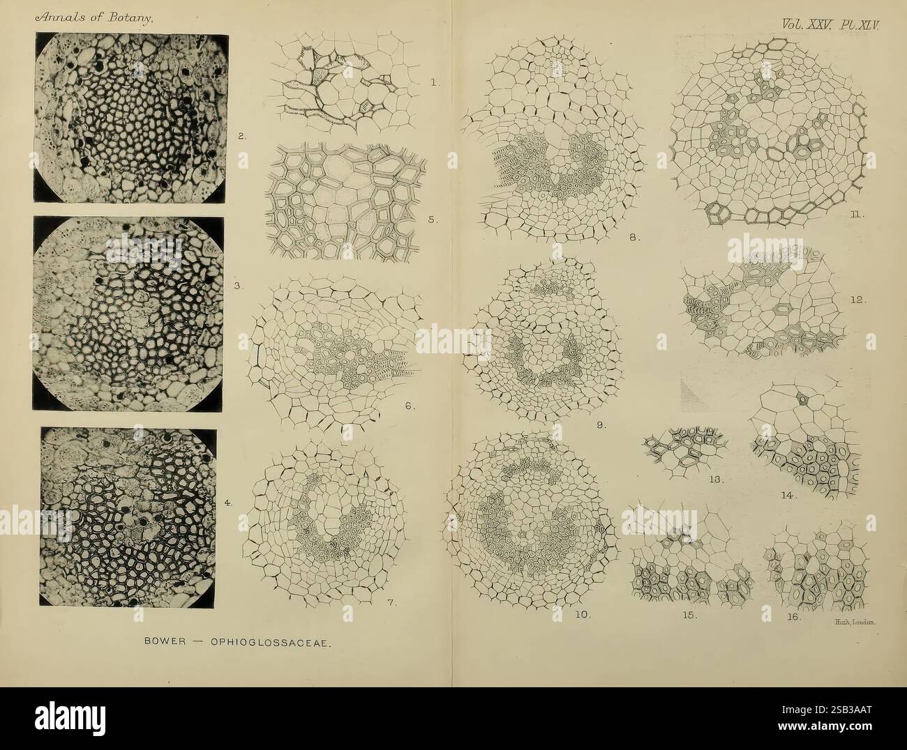 Cross sections highlight cellular structures hi-res stock photography and images - Alamy