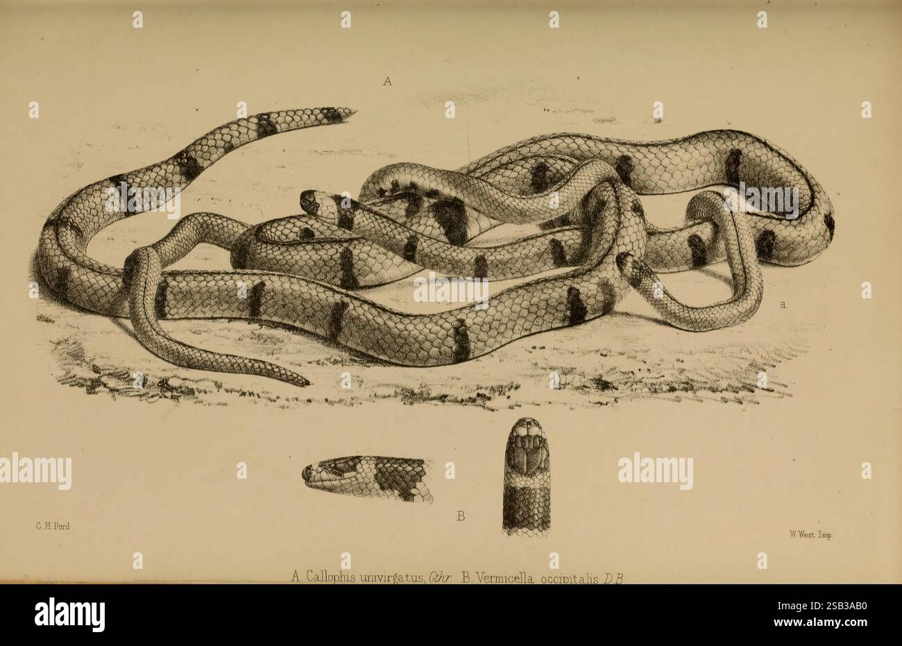 Snakes exhibit elongated hi-res stock photography and images - Alamy