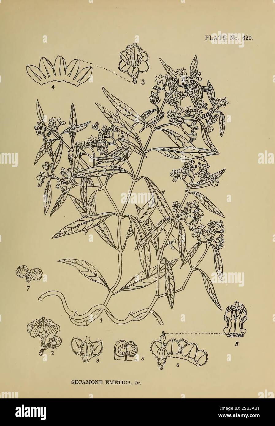 Indian, medicinal, plants, Bahadurganj, India, Sudhindra Nath Basu ...