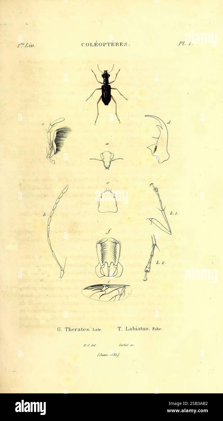 Various beetle anatomy hi-res stock photography and images - Alamy