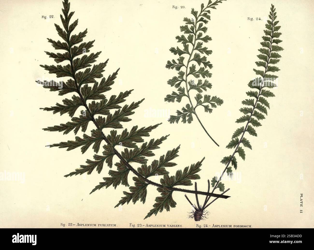 Illustration features three distinct ferns hi-res stock photography and ...