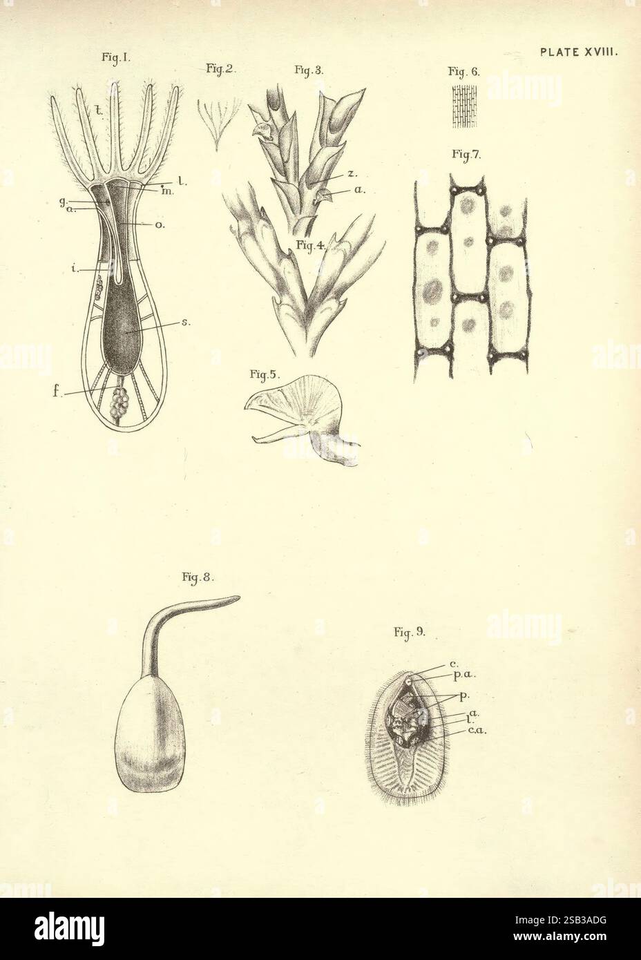 Illustrations of zoology: invertebrates & vertebrates Edinburgh Y.J ...