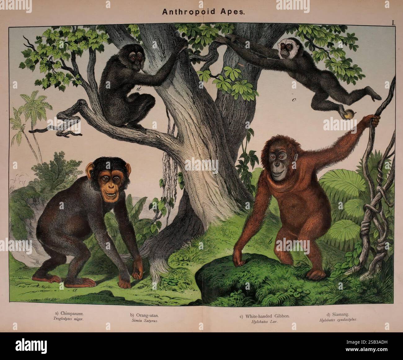 Natural history of the animal kingdom for the use of young people ...
