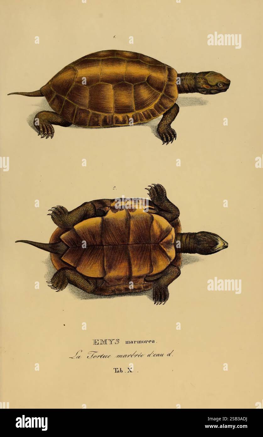 Mediterranean pond turtle taxonomy hi-res stock photography and images ...