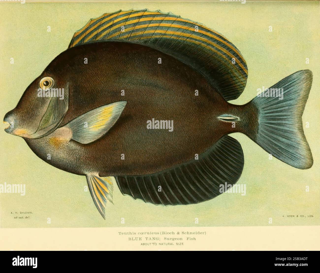 Baltimore 1905 bahamas fishes acanthurus coeruleus blue hi-res stock ...