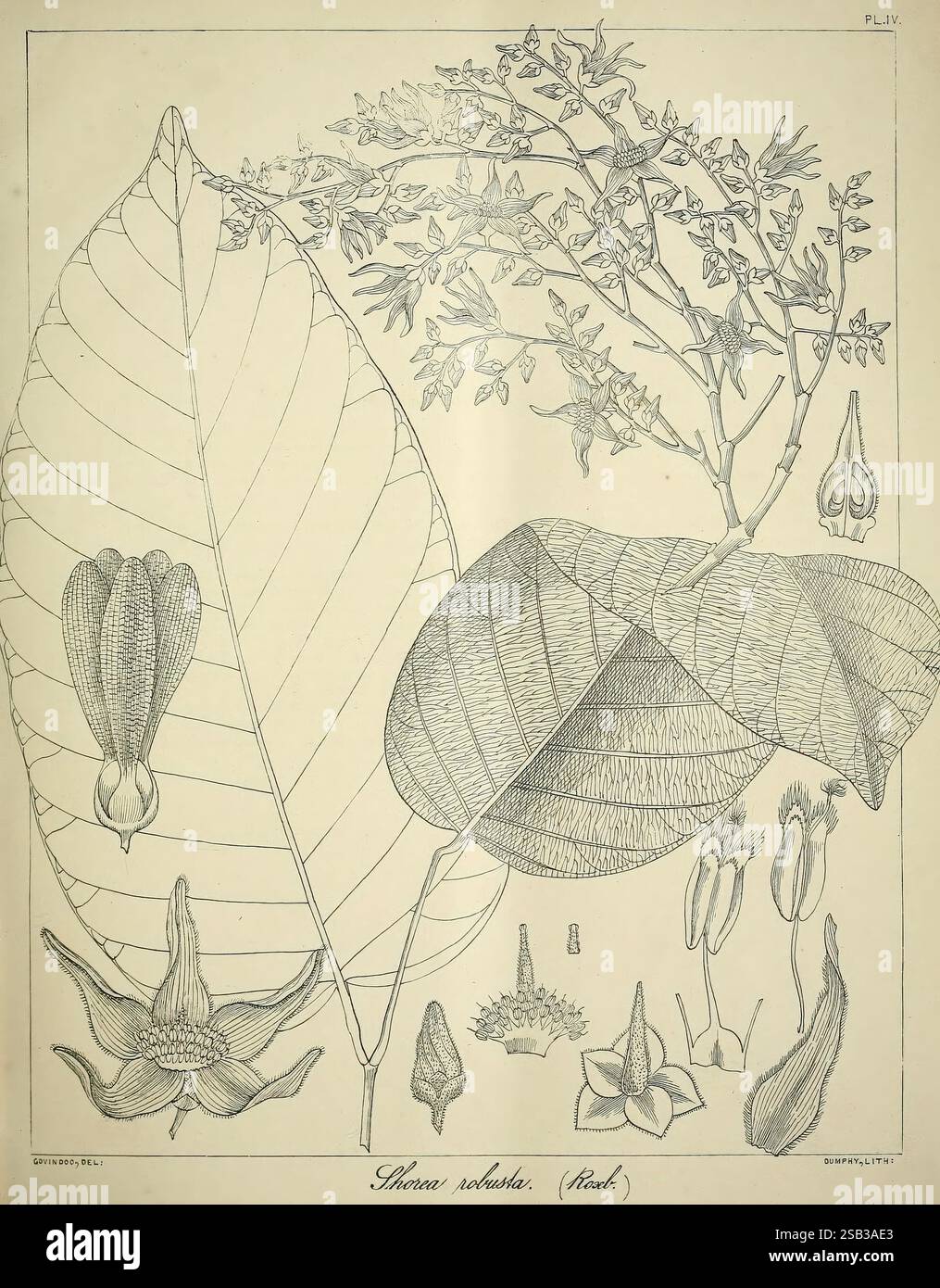 Drawing captures various growth stages hi-res stock photography and ...