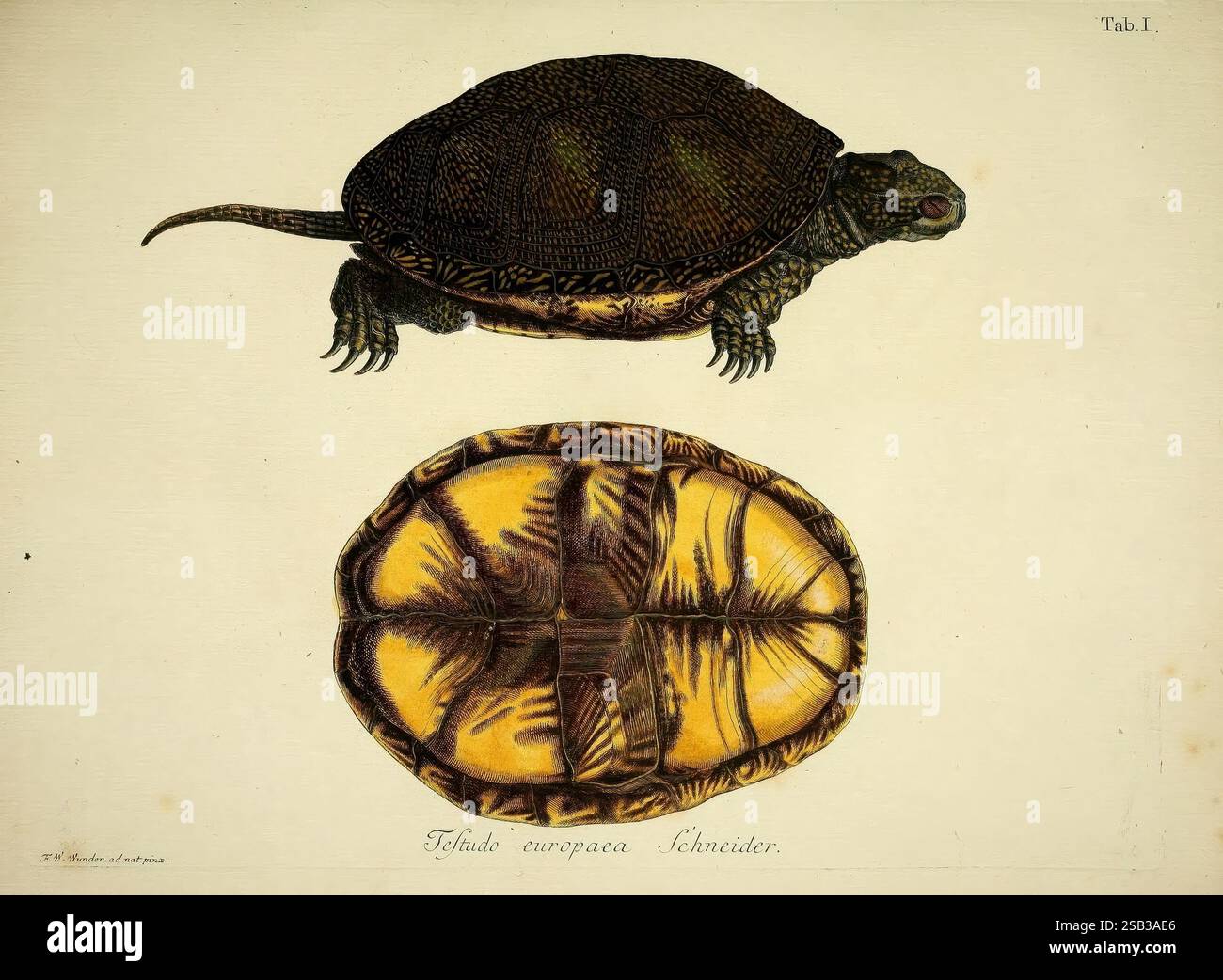 D. Johann David Schöpf's königl. Preuss. Hofraths Naturgeschichte der ...