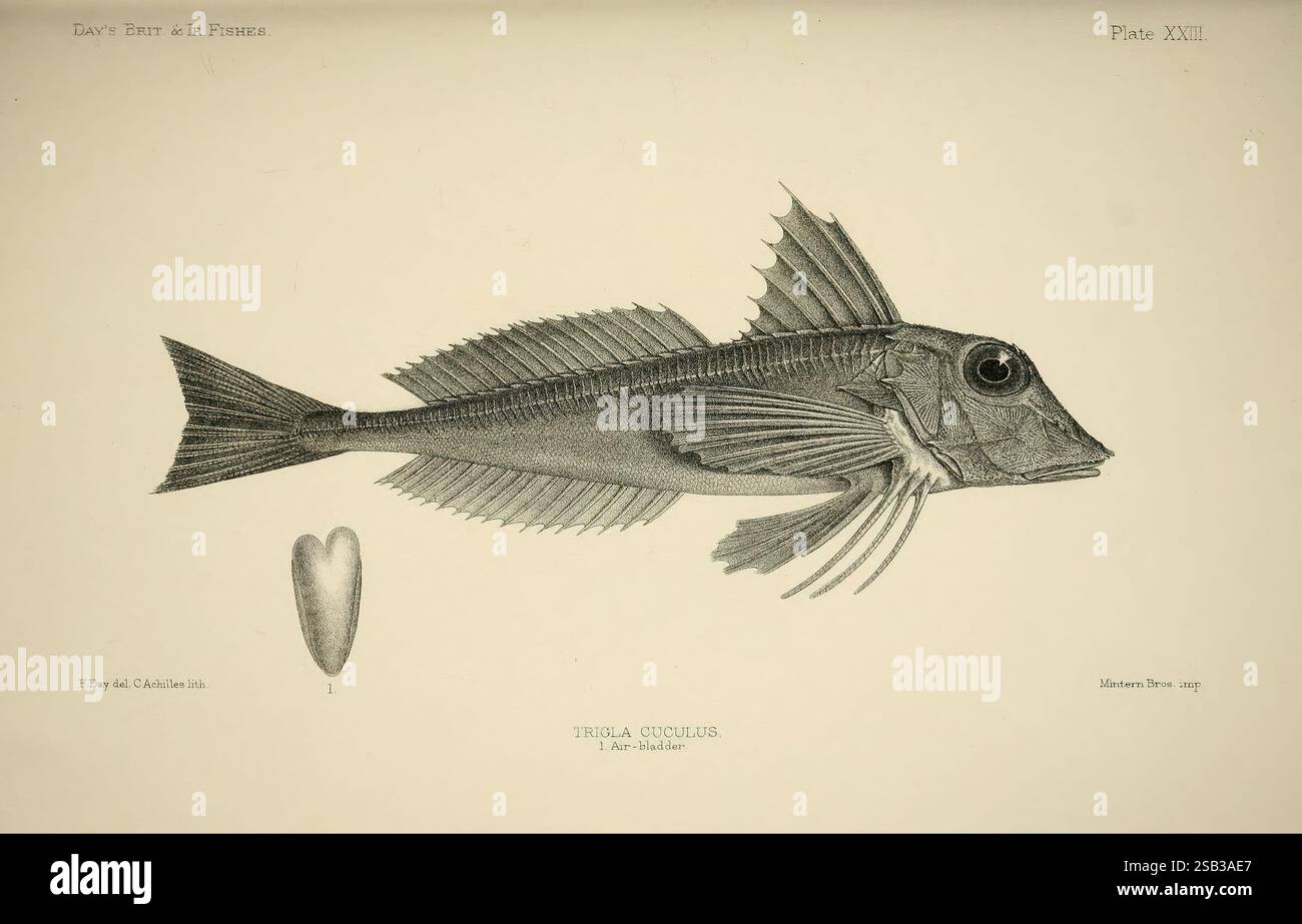 The, fishes, of, Great Britain, and, Ireland, Edinburgh, Williams, and ...
