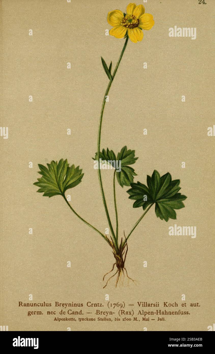 Atlas der Alpenflora Wien, Alpenvereins, 1882, alps, atlases, mountain ...