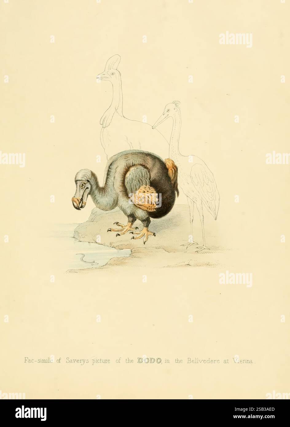 Dodos unique features hi-res stock photography and images - Alamy