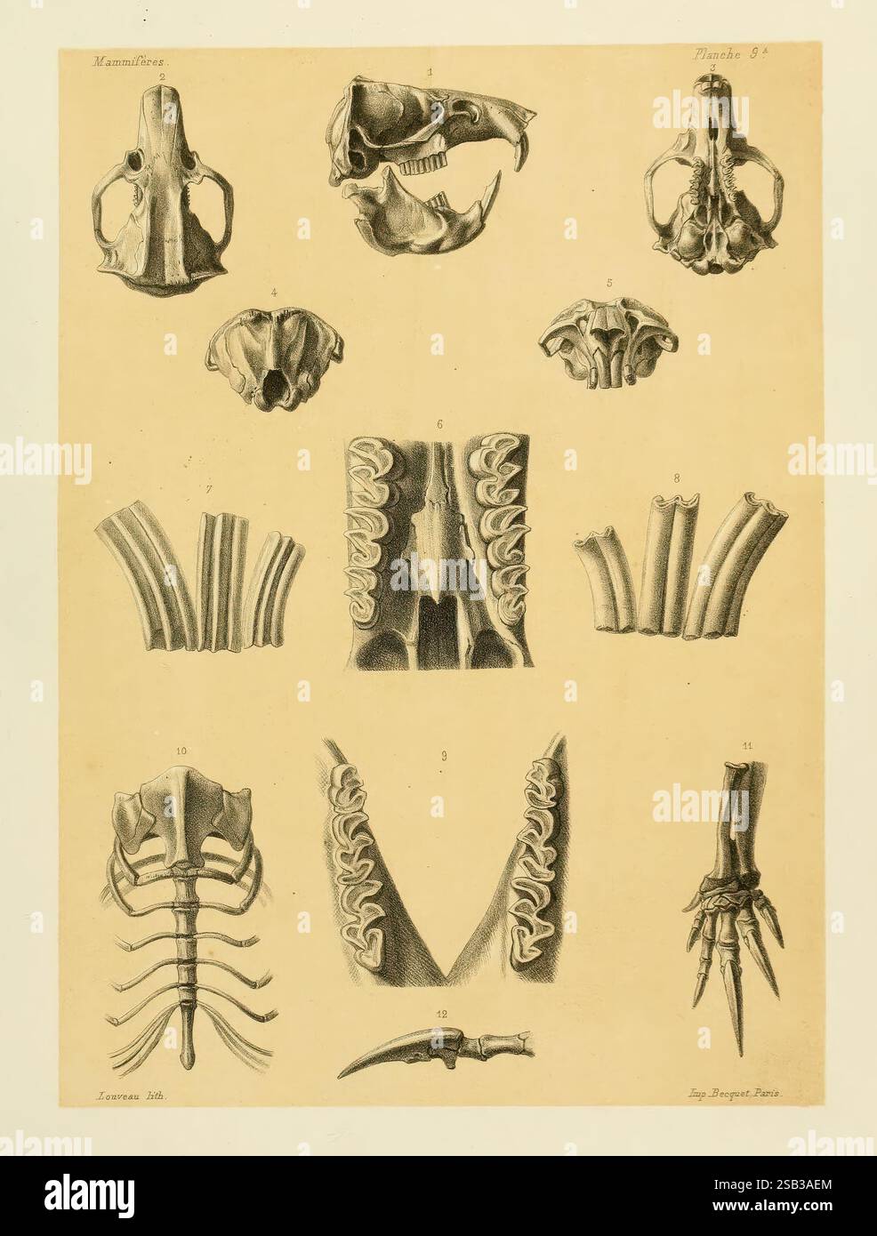 Limb bone configurations hi-res stock photography and images - Alamy
