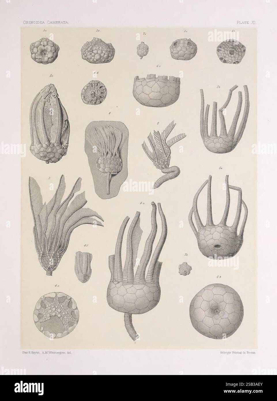 The North American Crinoidea, Camerata, Cambridge, U.S.A, 1897, North ...