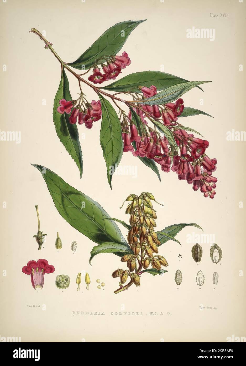 Illustrations of Himalayan plants, London, L. Reeve, 1855, Himalayan ...