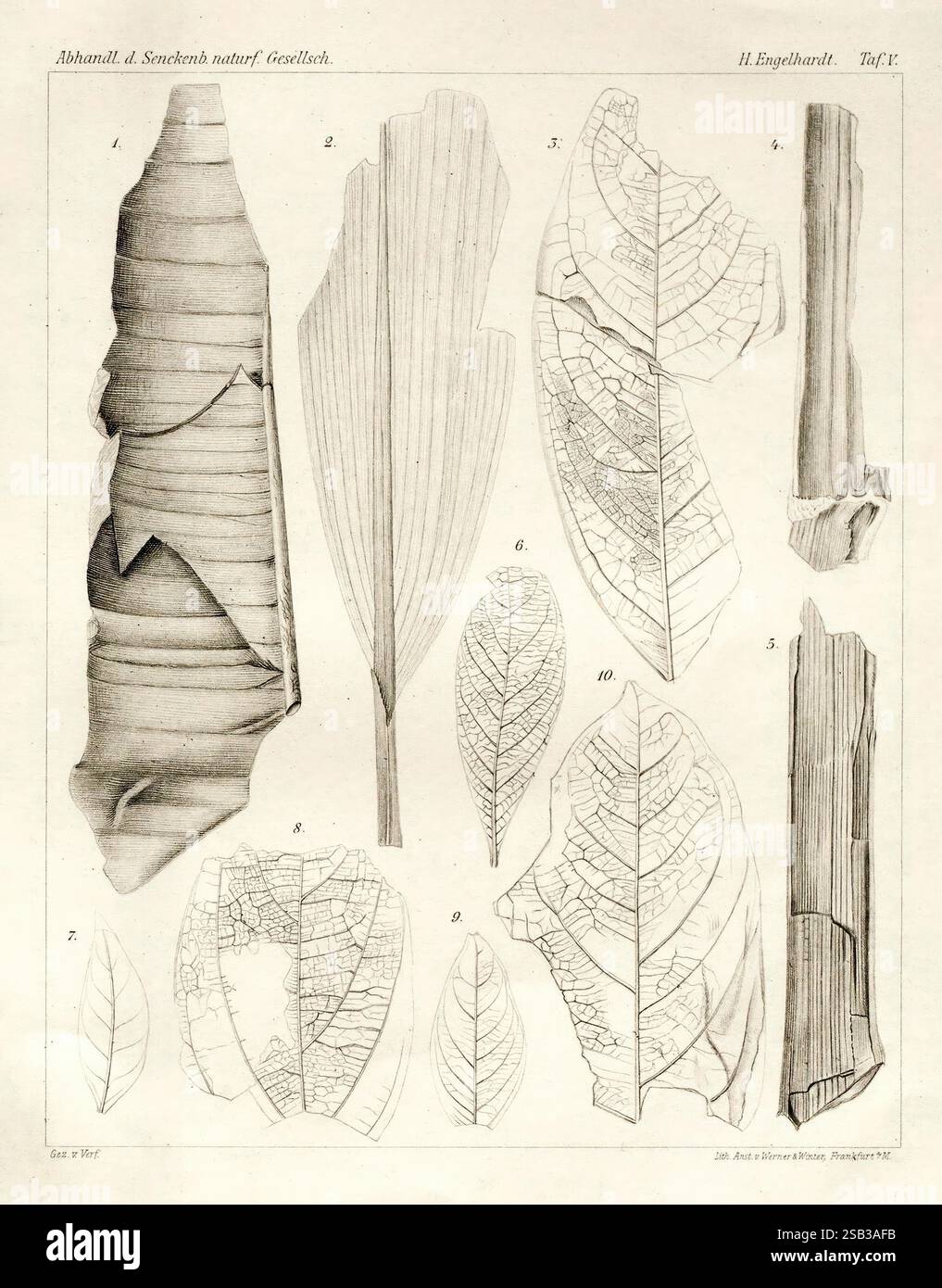 Reveal inner patterns hi-res stock photography and images - Alamy