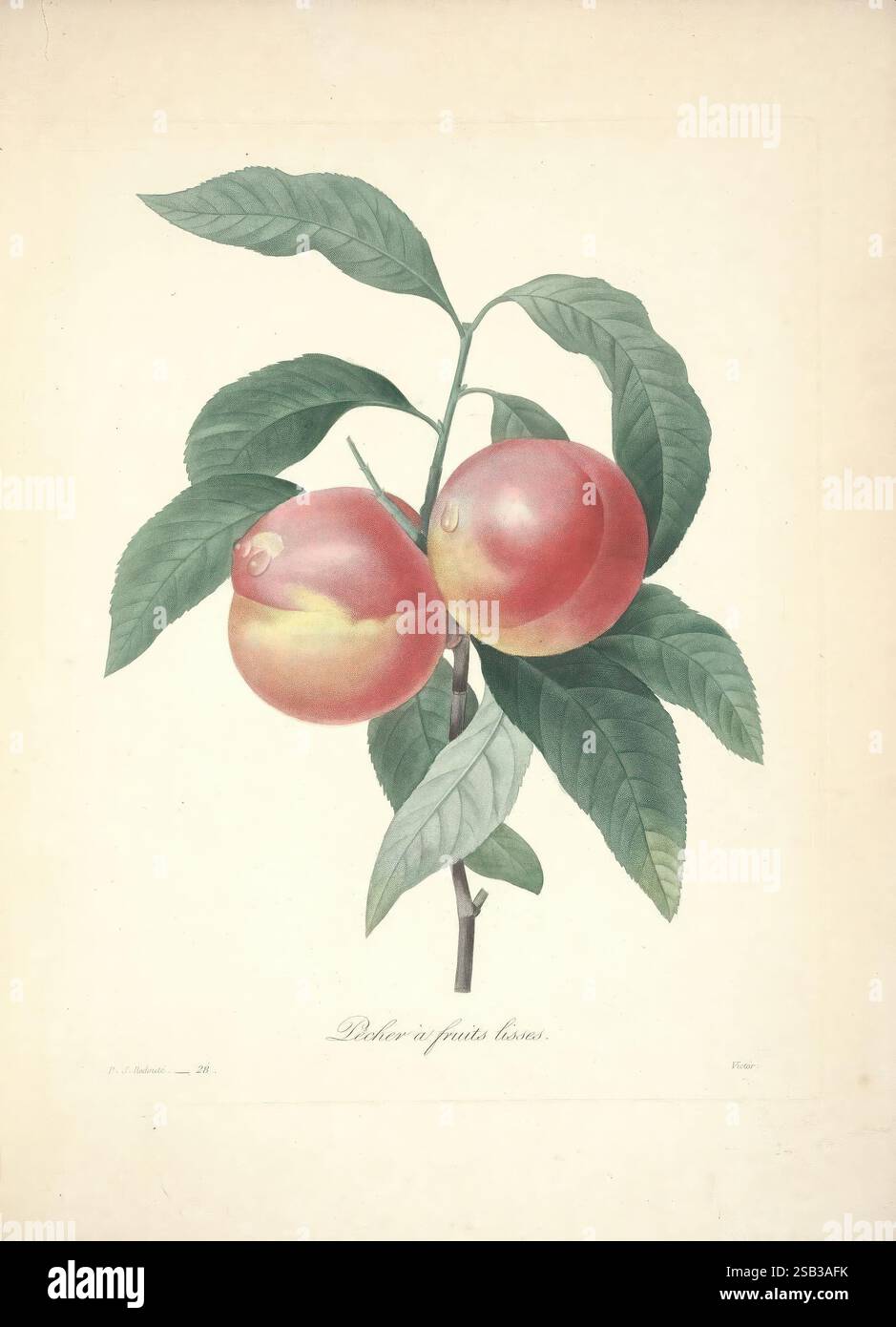 Showcasing two ripe peaches nestled hi-res stock photography and images ...