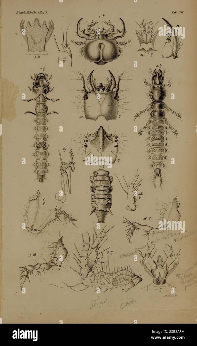 Omophron limbatumshy tiger beetles hi-res stock photography and images ...