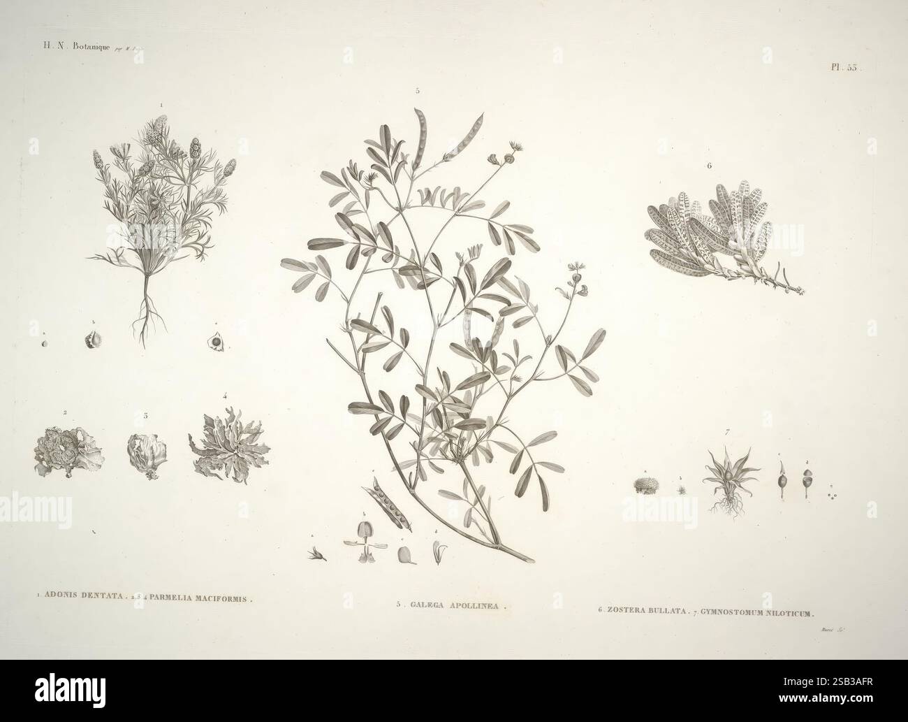 Zostera ballota hi-res stock photography and images - Alamy