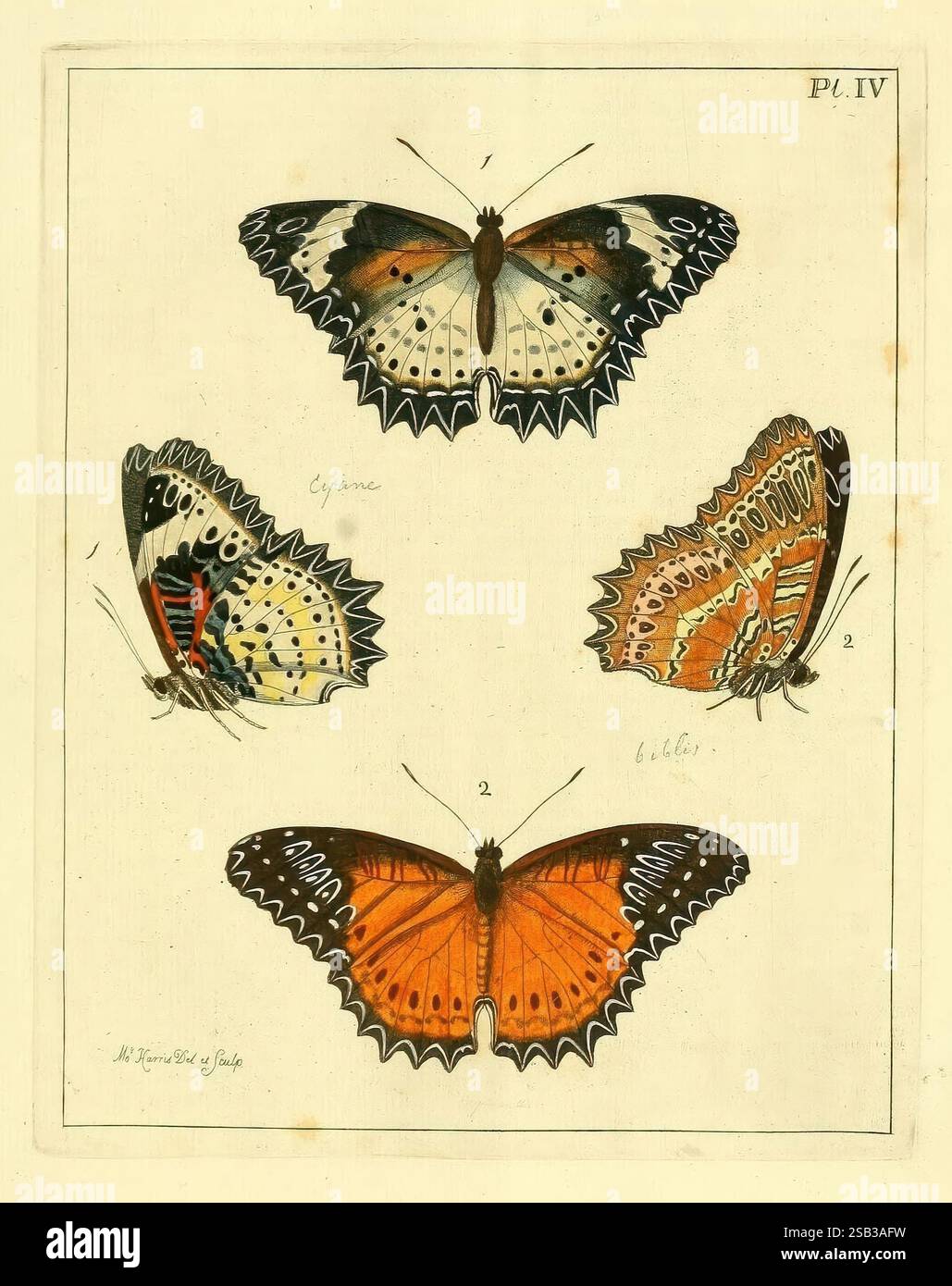 Left butterfly reveals hi-res stock photography and images - Alamy