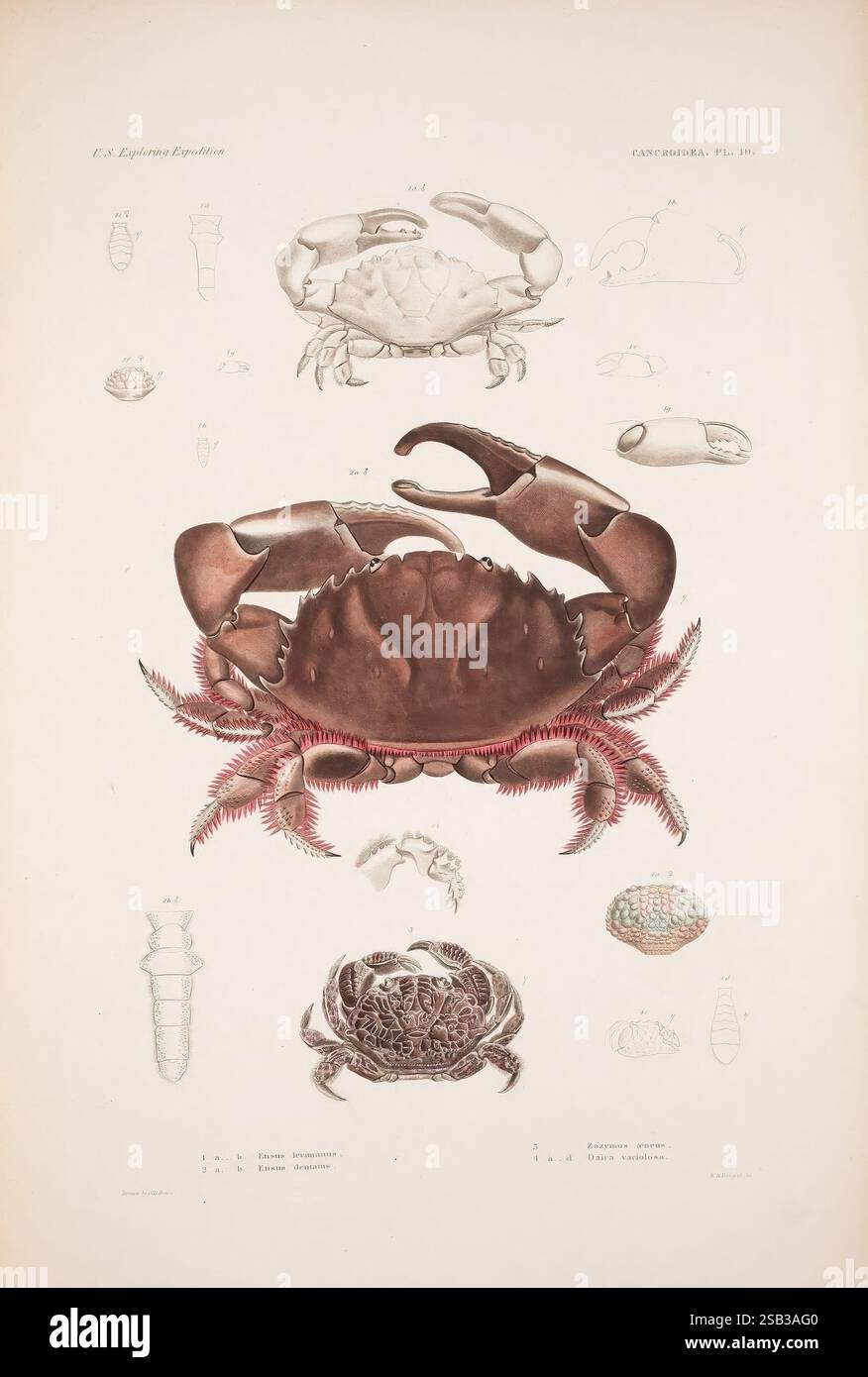 Detailed diagrams depict different species hi-res stock photography and ...