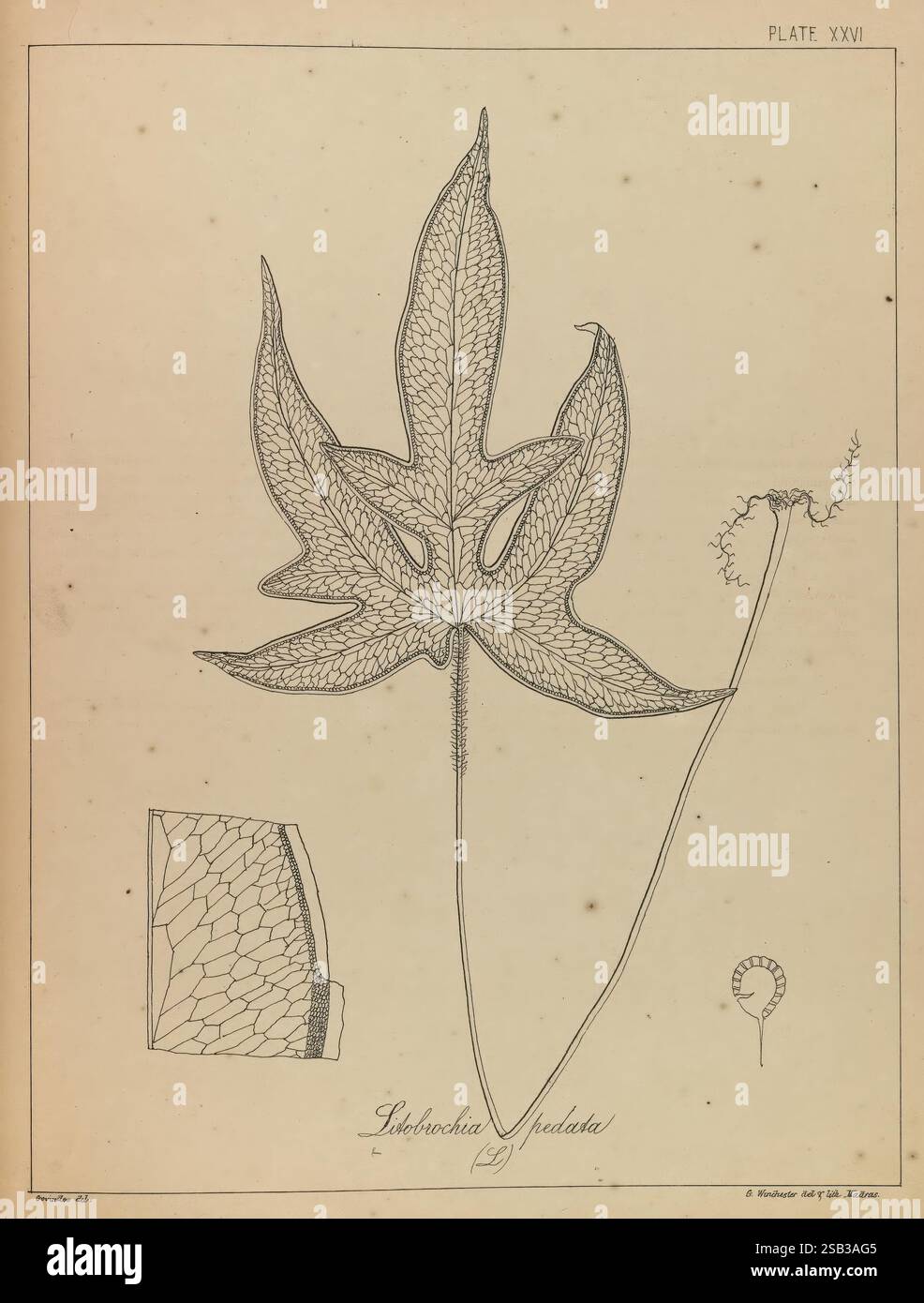 The, ferns, of, British, India, Madras, printed, by, Gantz, Brothers ...