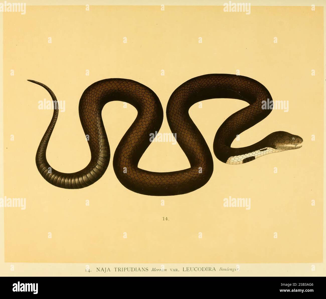 De voornaamste giftslangen van Nederlandsch Oost-Indie, Leiden, E.J ...