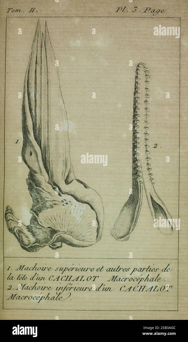 Histoire naturelle des cétacées, Tom, 1, Paris, Didot, 1809, cachalot ...