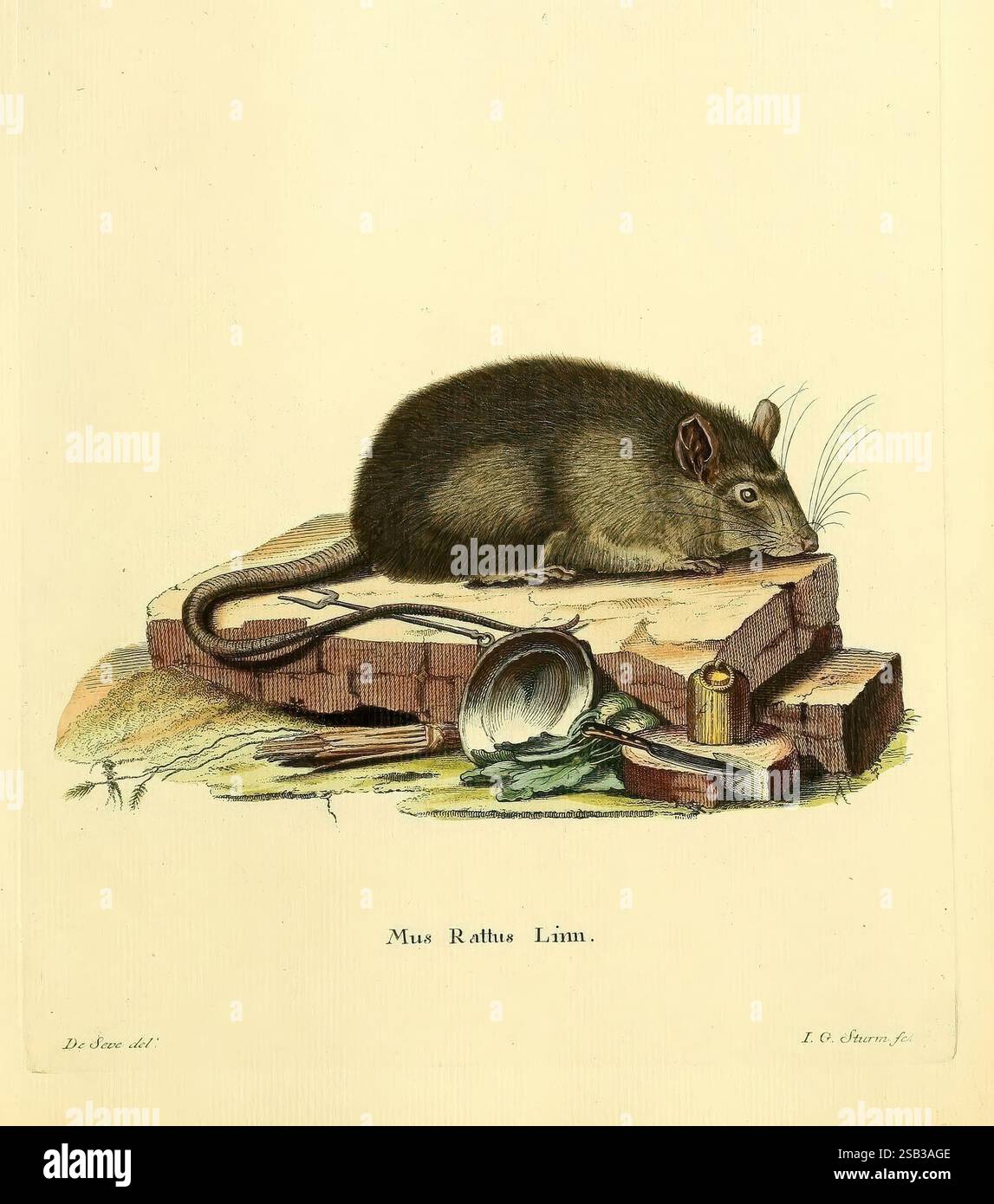 Mus rattus limu hi-res stock photography and images - Alamy