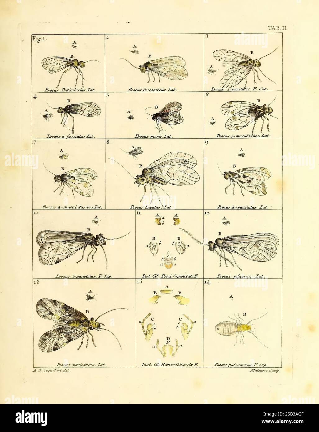 Illustratio iconographica insectorum quæ in Museis Parisinis Parisiis ...