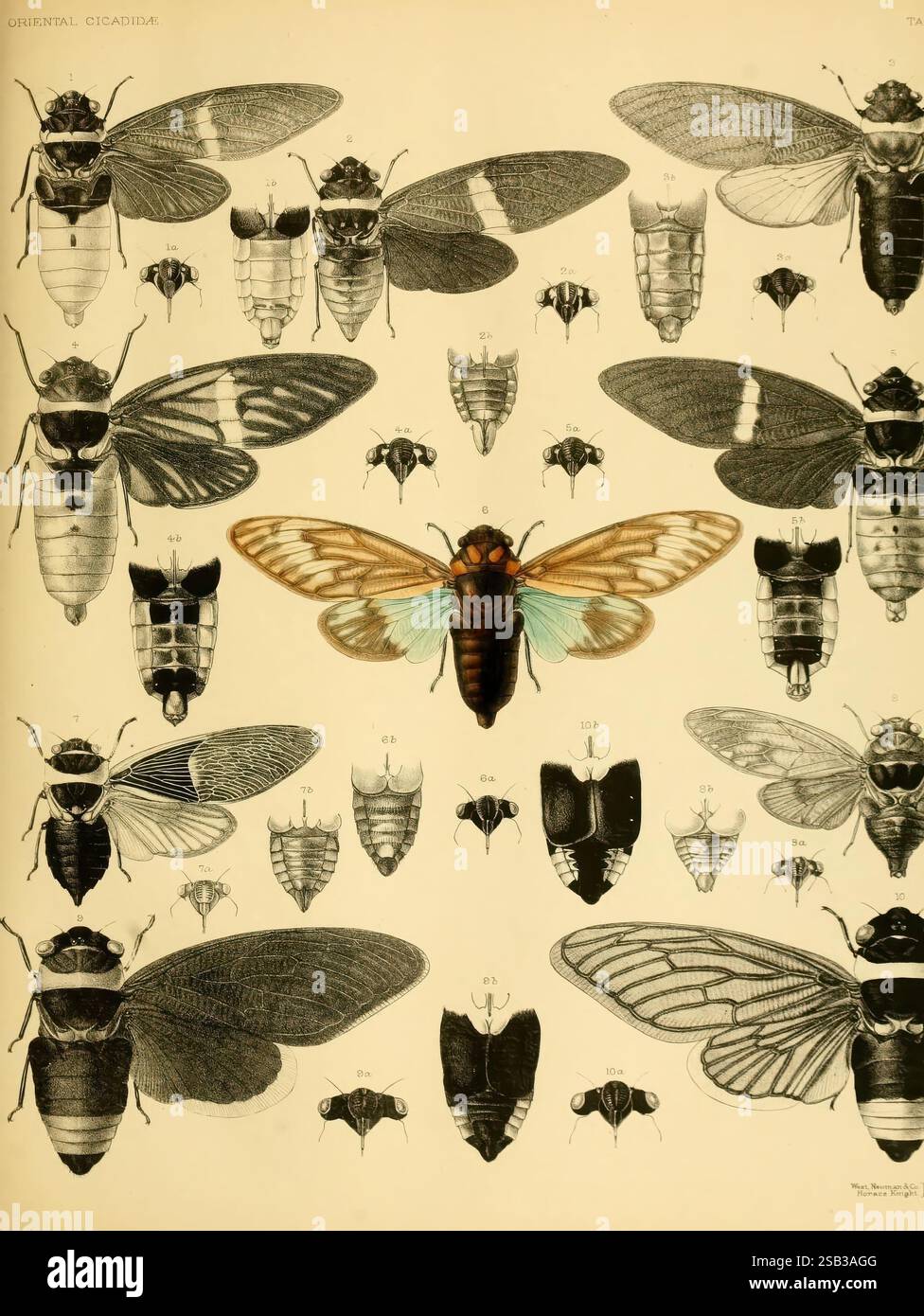 Different cicada species hi-res stock photography and images - Alamy