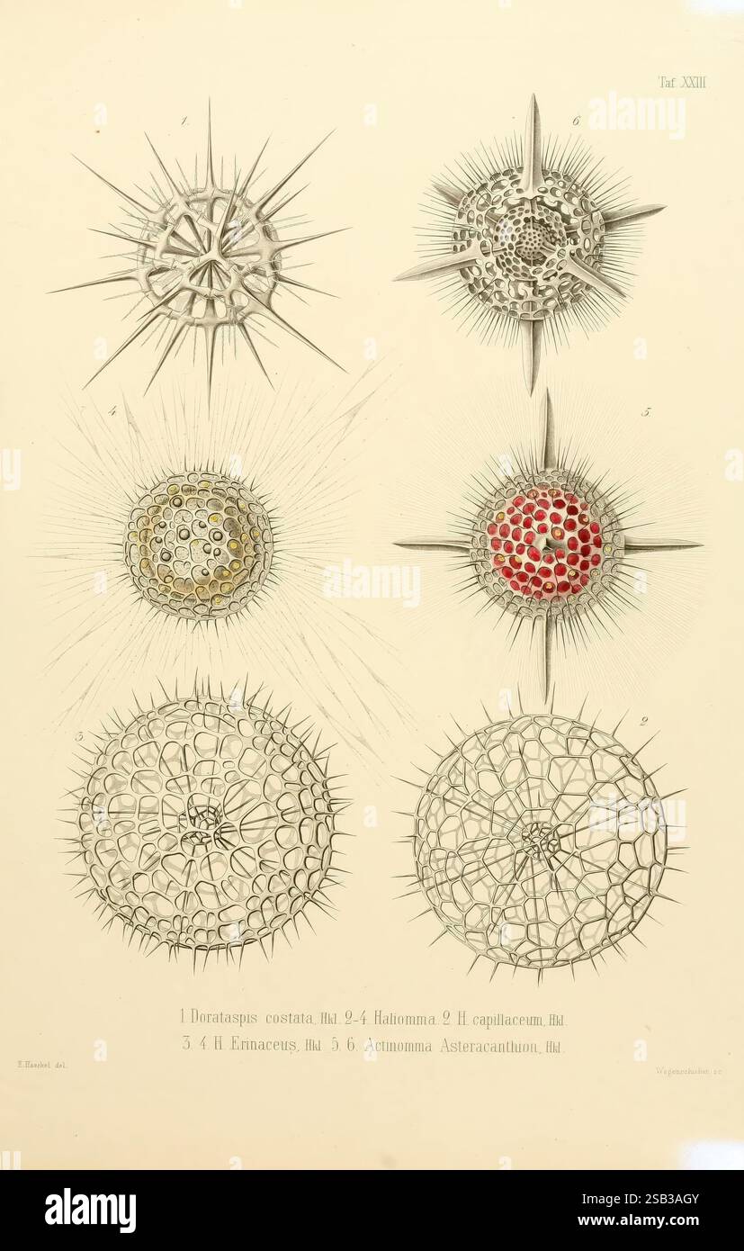 Die Radiolarien (Rhizopoda Radiaria), Berlin, G. Reimer, 1862-1888 Radiolaria, Rhizopoda ...