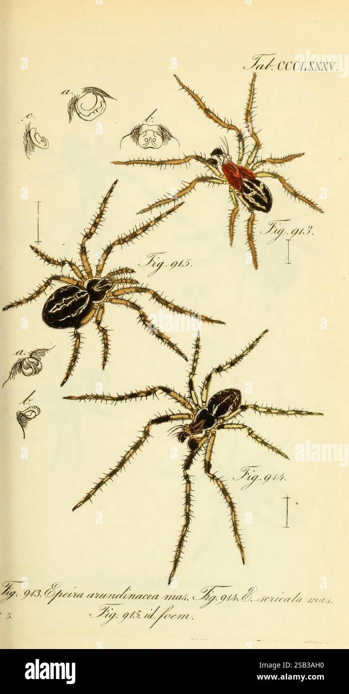 Labeled figure 914 hi-res stock photography and images - Alamy