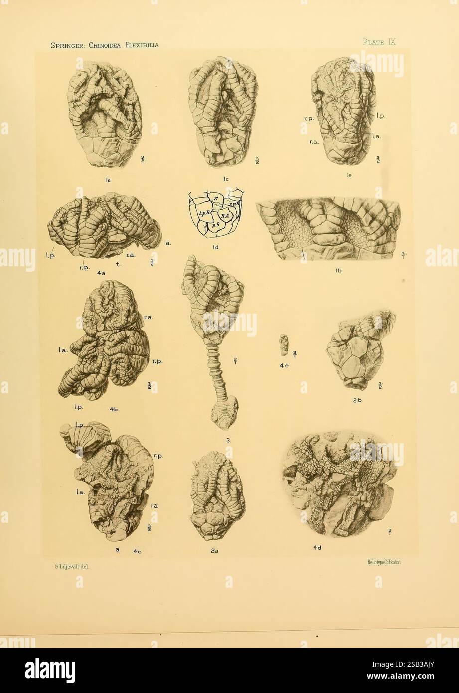 Representing different specimens hi-res stock photography and images ...
