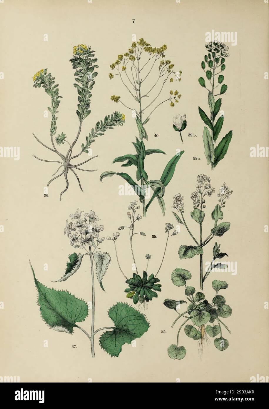 Botanischer Bilder-Atlas Nach De Candolle's Natürlichem Pflanzensystem ...