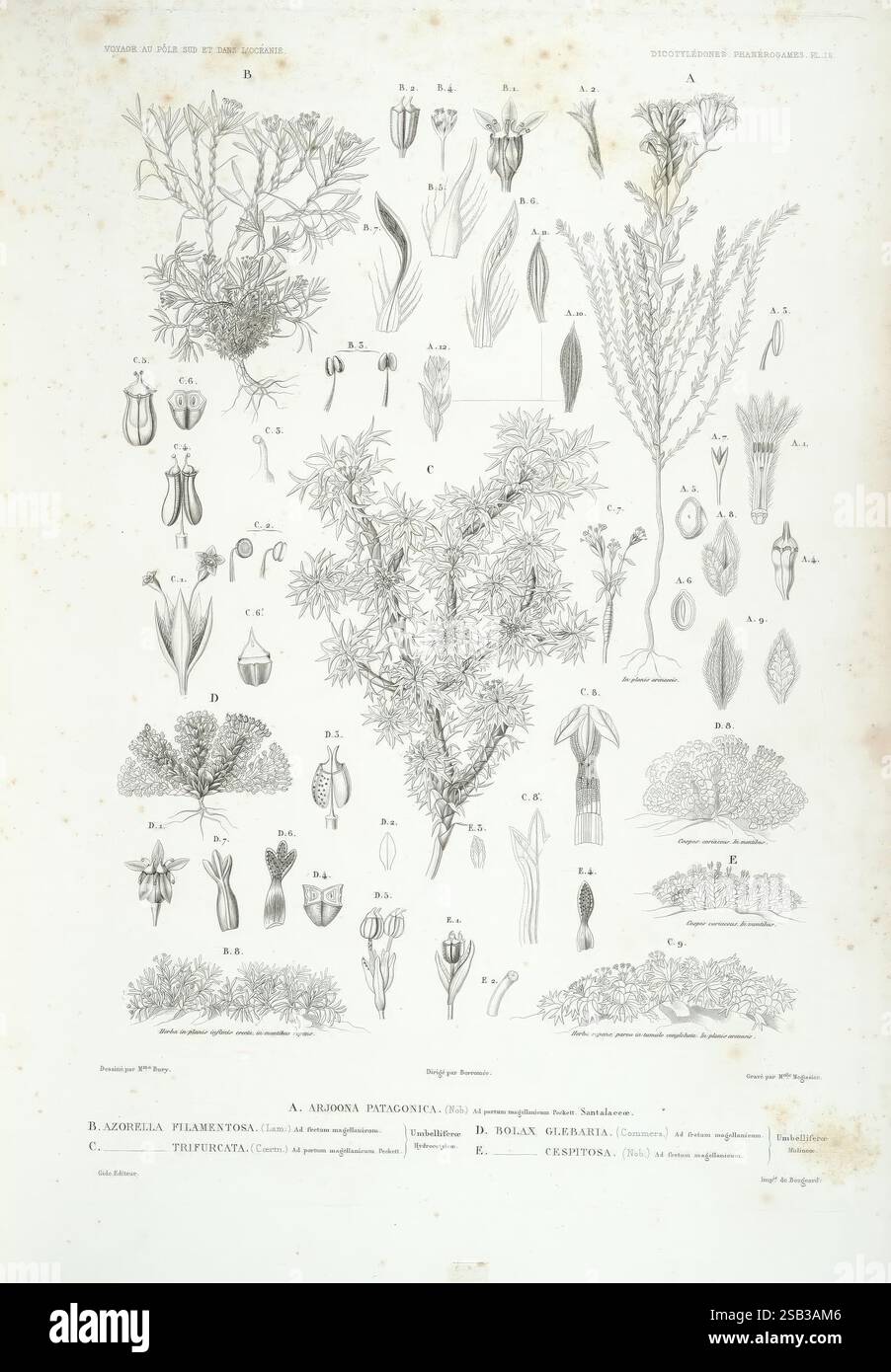 Detailed botanical illustration displays hi-res stock photography and ...