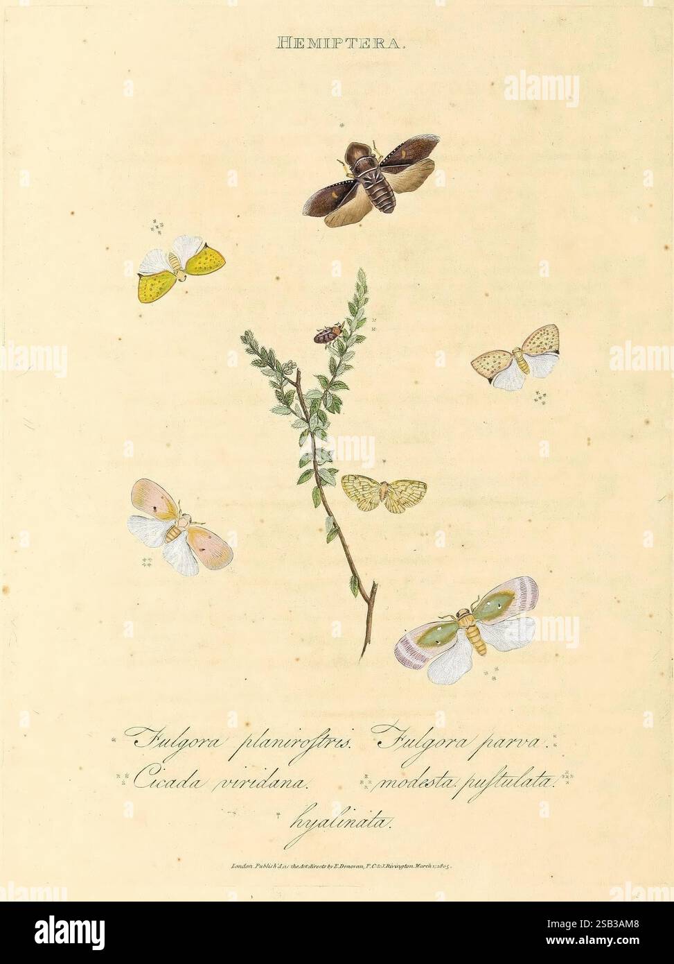 An epitome of the natural history of the insects of New Holland, New ...