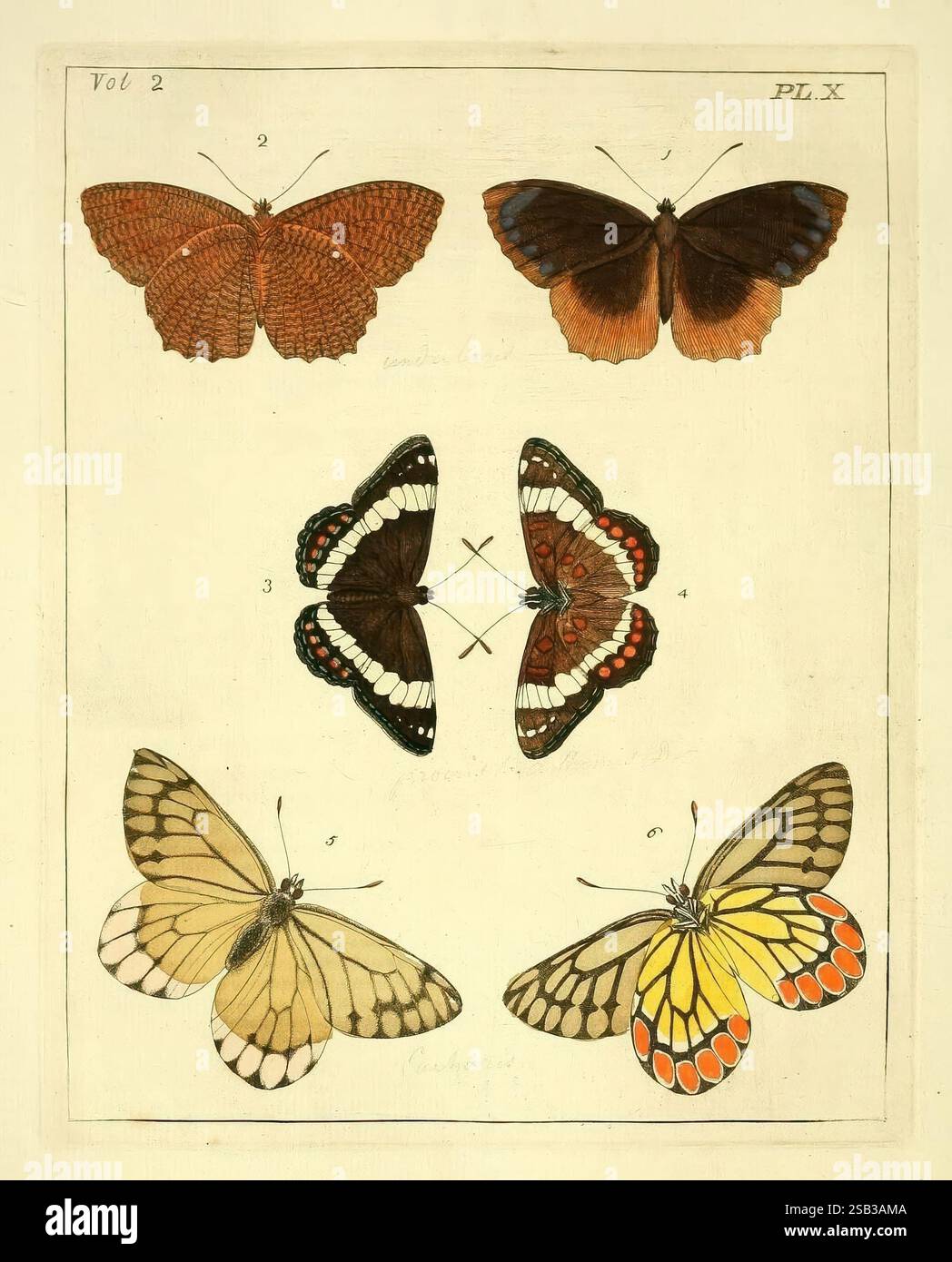 Top row displays three species hi-res stock photography and images - Alamy