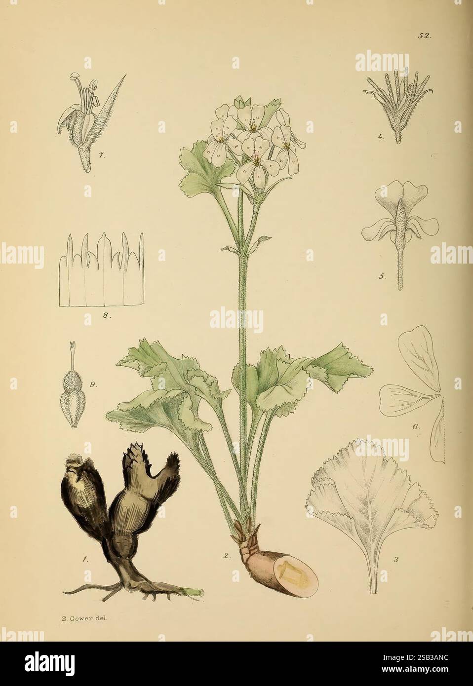 The Flowering Plants of Africa Pretoria Botanical Research Institute ...