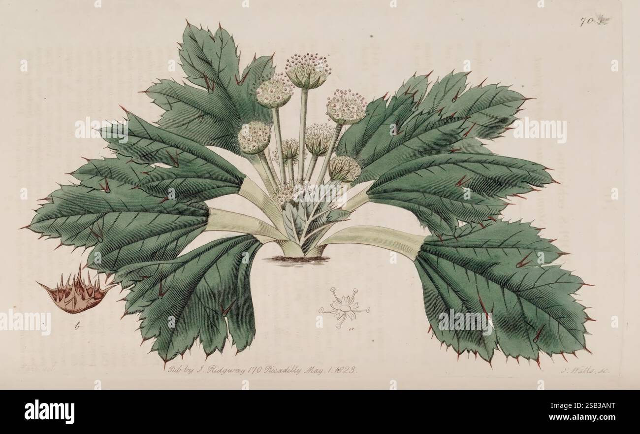 The Botanical Register London Printed for James Ridgway 1815-1828 1815 ...