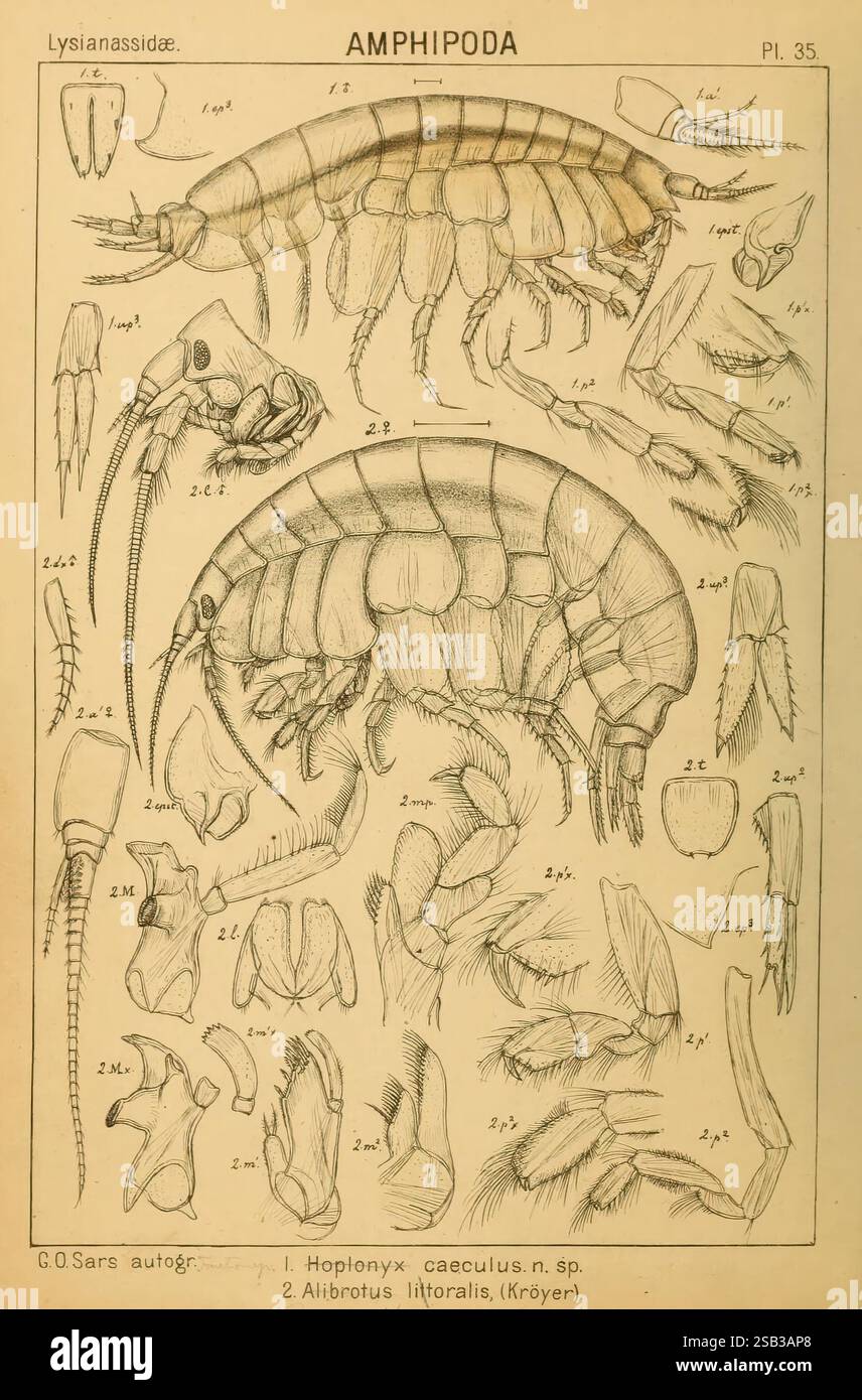 Detailed labeled diagrams of different body parts hi-res stock ...