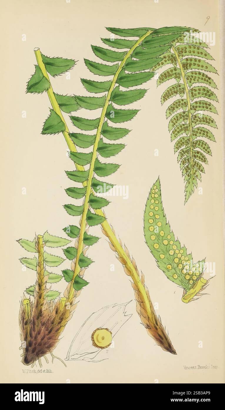 The British ferns, or Coloured figures and descriptions with the ...