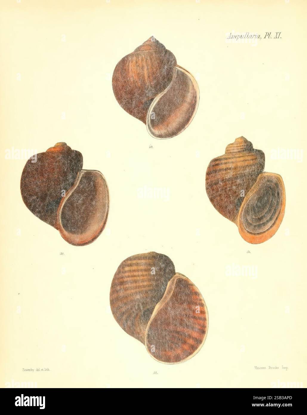Conchologia Iconica, or Illustrations of the Shells of Molluscous ...